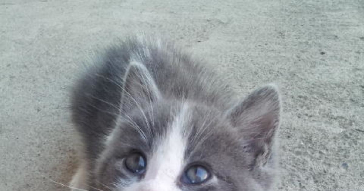 Cute Baby Animals To Cheer You Up! - GirlsAskGuys