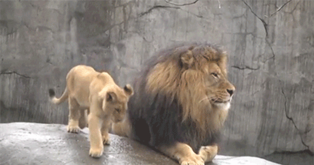 Father's Day Ode: Top 10 Best Fathers in the Animal Kingdom