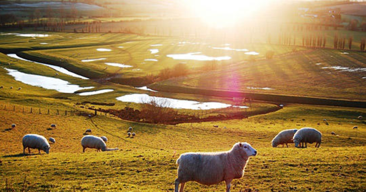 Country Life Pros and Cons