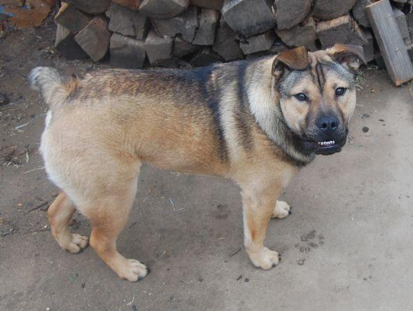 These 20 Cute Cross-Breed Dogs Will Make You Love Mutts!