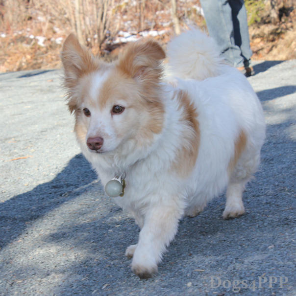 These 20 Cute Cross-Breed Dogs Will Make You Love Mutts!