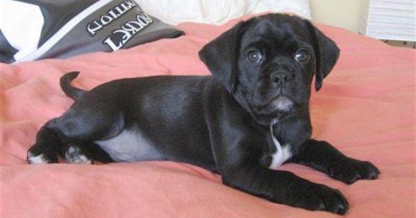 These 20 Cute Cross-Breed Dogs Will Make You Love Mutts!