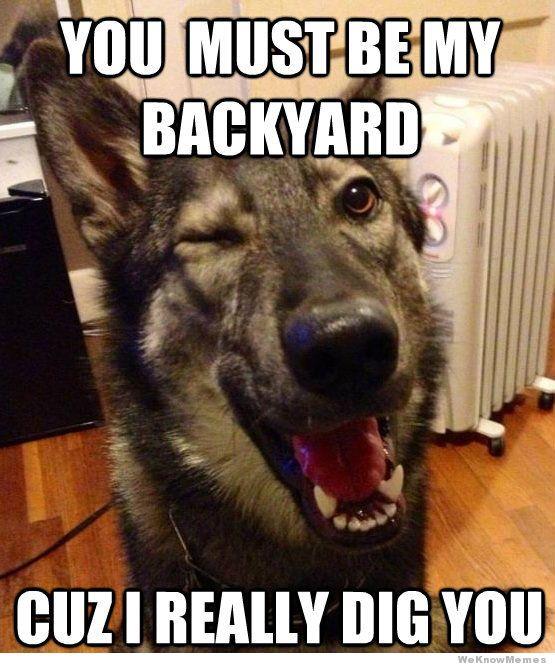 10 Dog Memes Guaranteed to Make You Smile