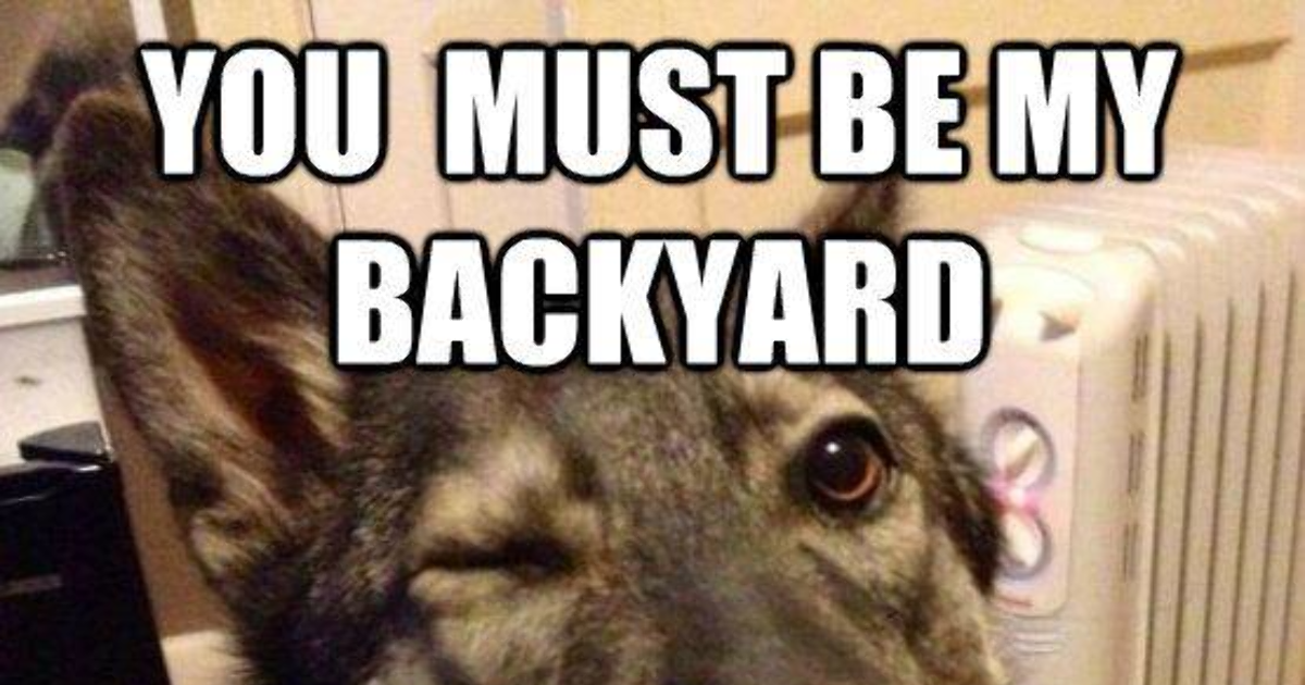 10 Dog Memes Guaranteed to Make You Smile