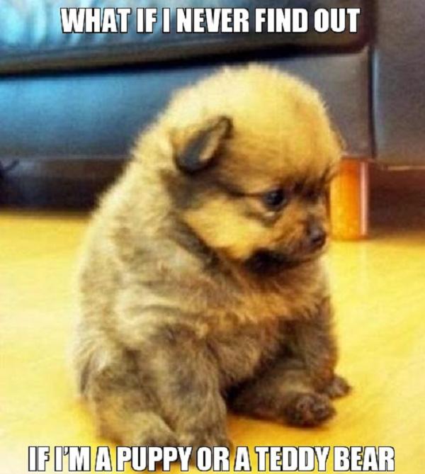 10 Adorable Puppy Themes That'll Make You Smile