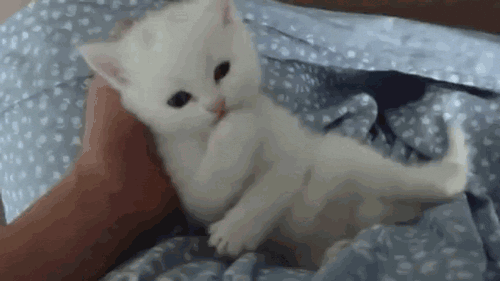 10 Really Cute Kitten Gifs - GirlsAskGuys