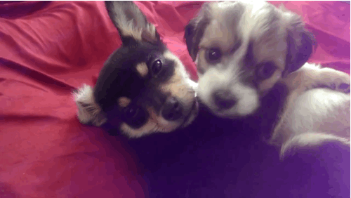 10 Absurdly Cute Puppy GIFs