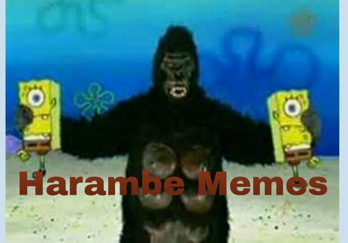 10 Funny Primate Memes - GirlsAskGuys