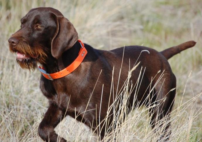 My Favorite Uncommon Dog Breeds Part 2 GirlsAskGuys my-favorite-uncommon-dog-breeds-part-2-girlsaskguys