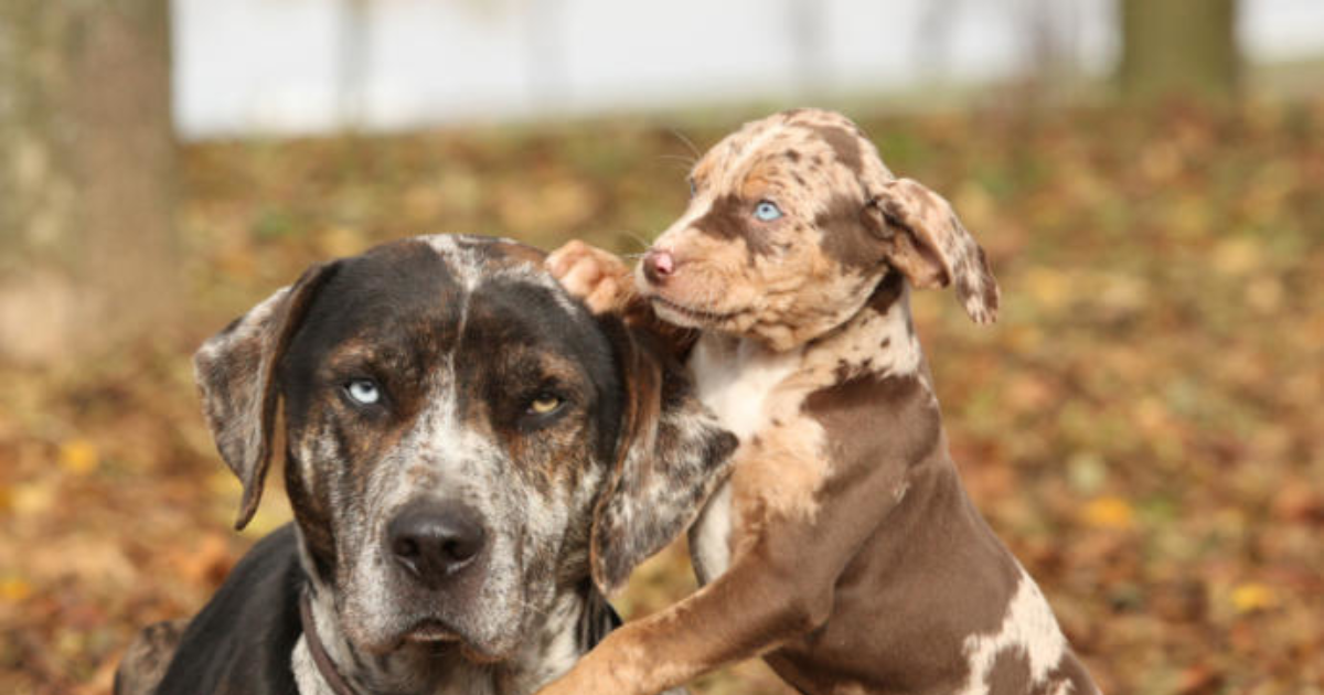 My Favorite Uncommon Dog Breeds Part 2 GirlsAskGuys my-favorite-uncommon-dog-breeds-part-2-girlsaskguys