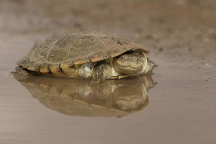 5 Strange Breed Of Turtles - GirlsAskGuys