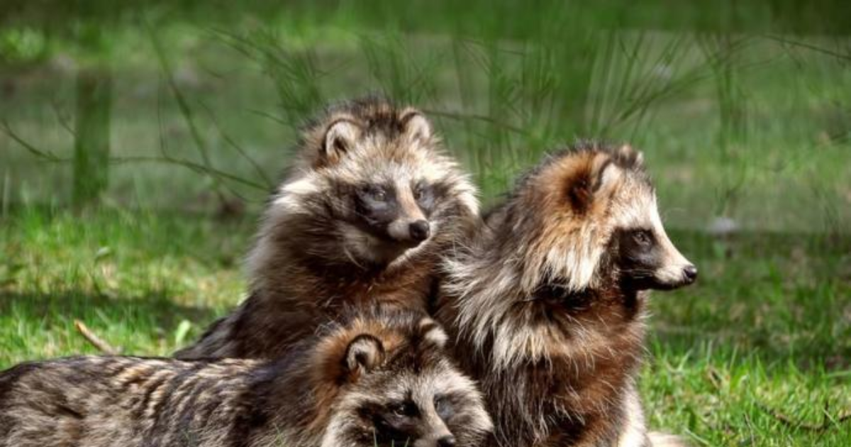 My Favorite Wild Dog Species Part 2 GirlsAskGuys my-favorite-wild-dog-species-part-2-girlsaskguys
