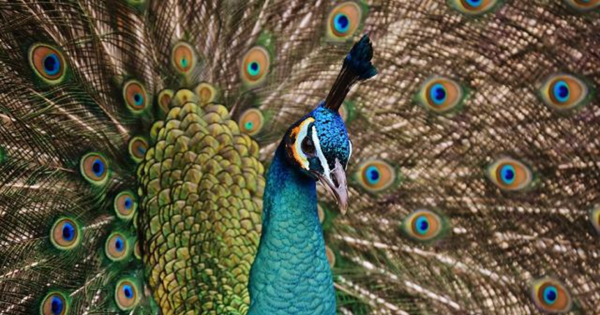 That Moment When You Need an Emotional Support Peacock In Order to Fly ...