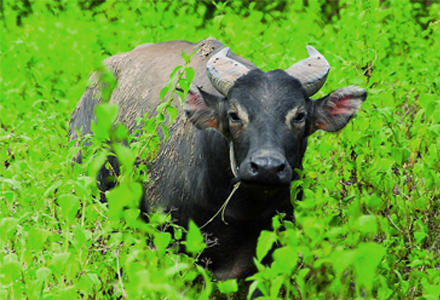 Native Philippine Animals - GirlsAskGuys