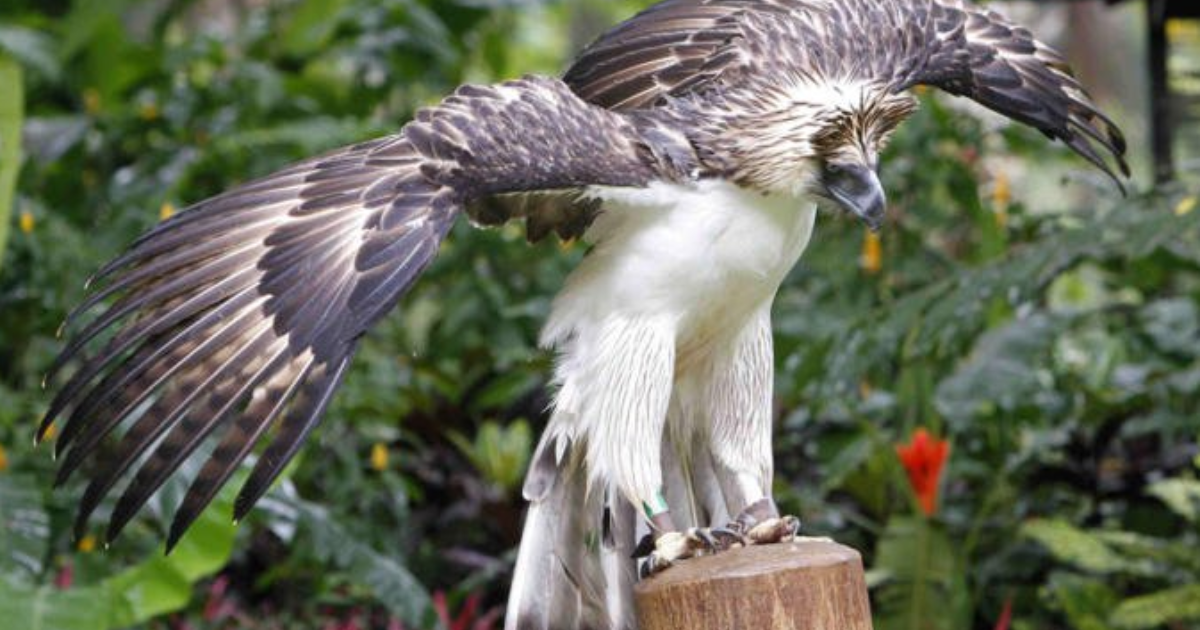 Native Philippine Animals - GirlsAskGuys