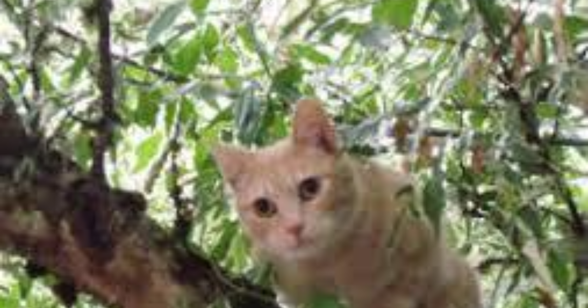 Cat Stuck In A Tree/Christmas Miracle! - GirlsAskGuys