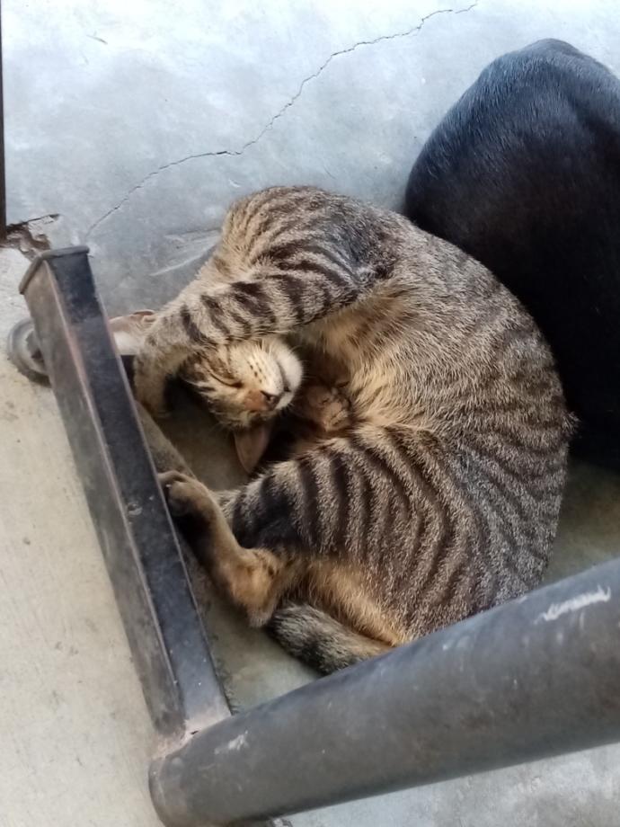 Cat Types And Properties - GirlsAskGuys