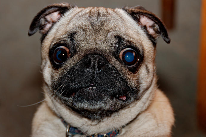 Are pugs cute or ugly? - GirlsAskGuys