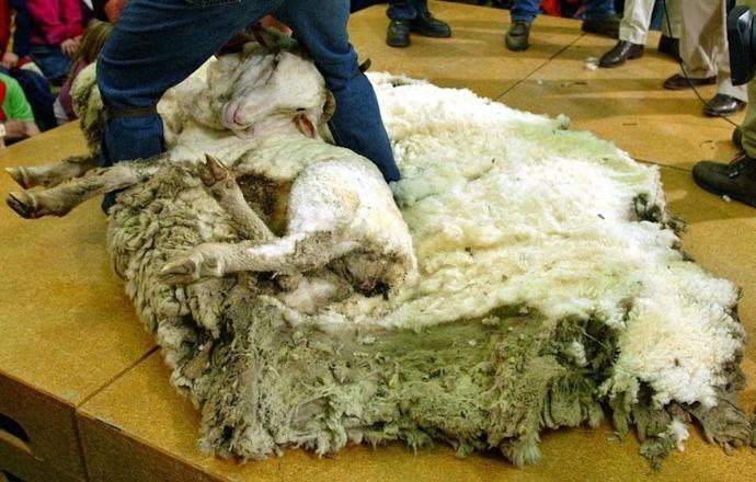 Does PETA realize that its only wild sheep that only grow enough wool ...