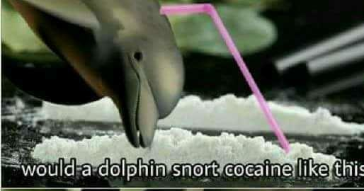 How would a dolphin snort coke? - GirlsAskGuys