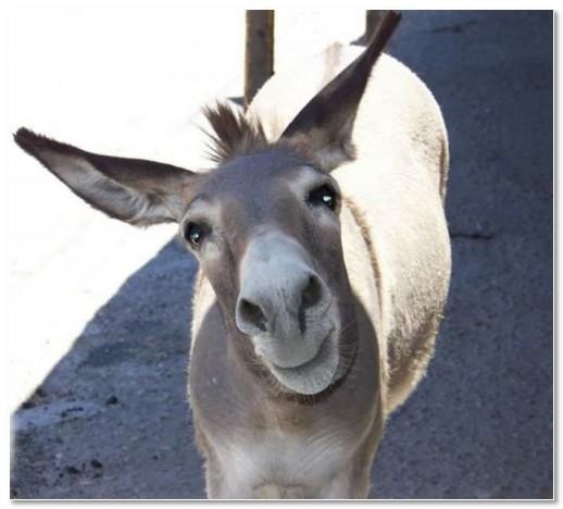 Which steed would you ride into battle? - GirlsAskGuys