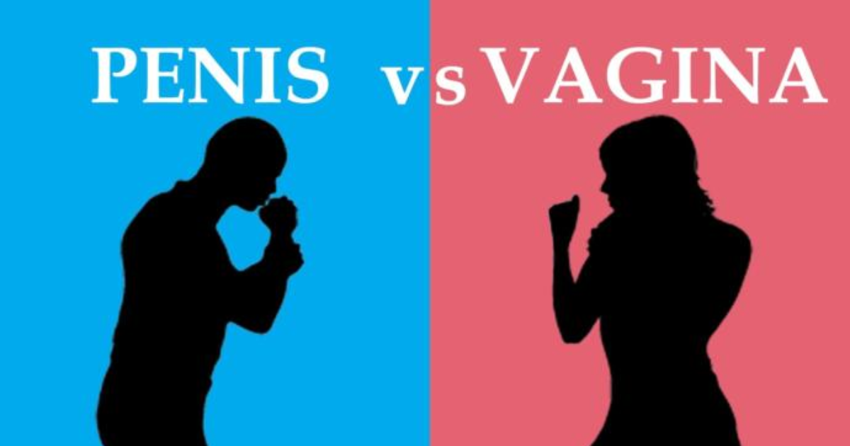 What Is Difference Between Penis And Vagina Sexuality