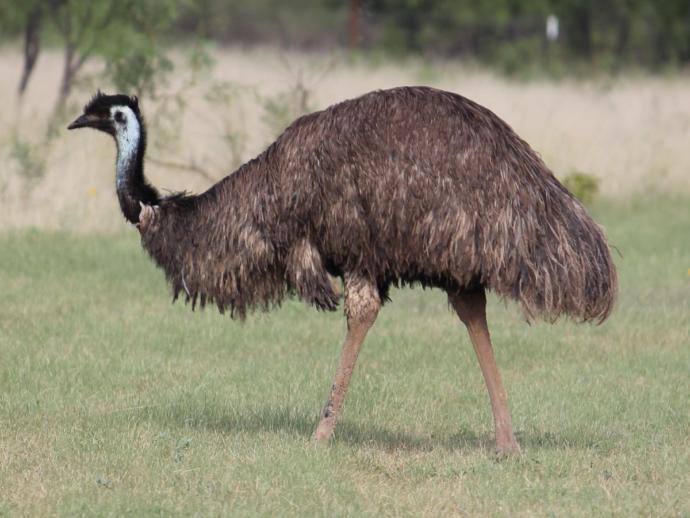 How much weight do I have to lose to ride on an emu? - GirlsAskGuys