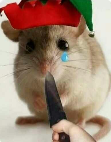 What should I do when I want to kill mice elf? - GirlsAskGuys