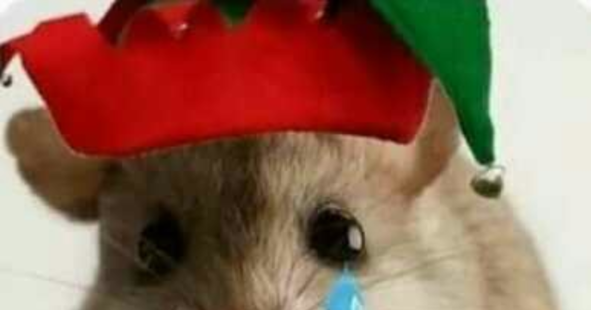 What should I do when I want to kill mice elf? - GirlsAskGuys