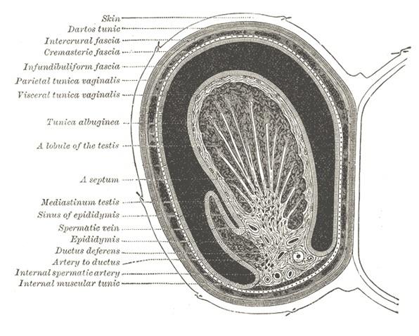 Anatomy Of Balls