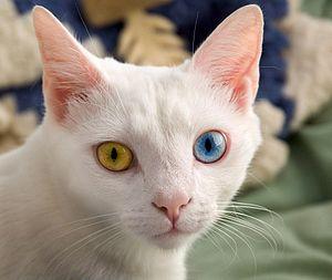 Thoughts About Mismatch Eye Colors Worn As Fashion? - GirlsAskGuys