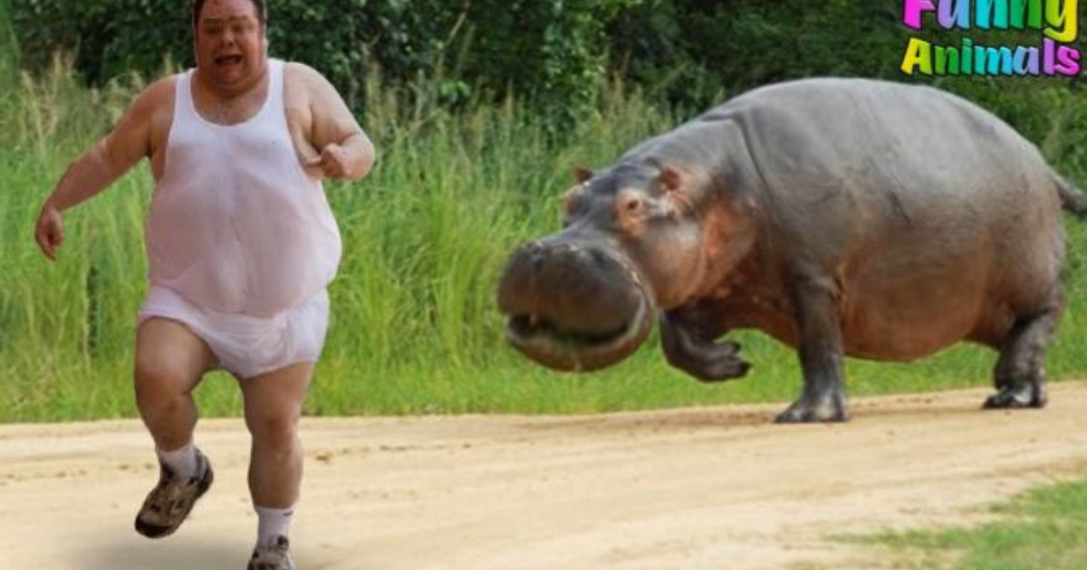 Why is this hippo chasing this man? - GirlsAskGuys