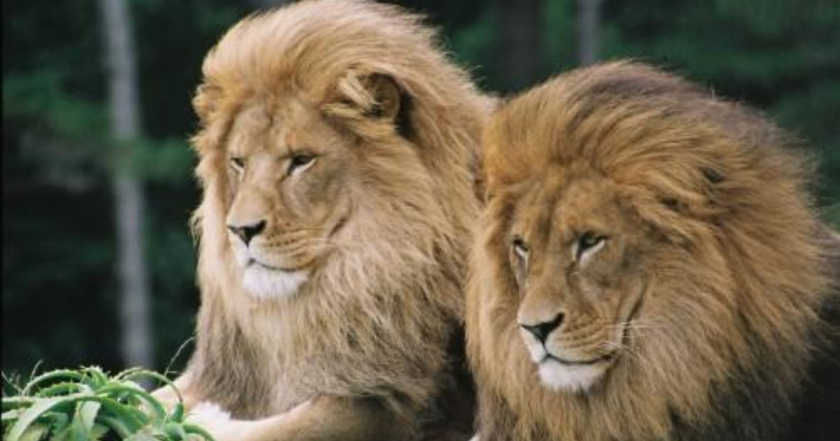 Males are always more beautiful than females in the animal kingdom ...