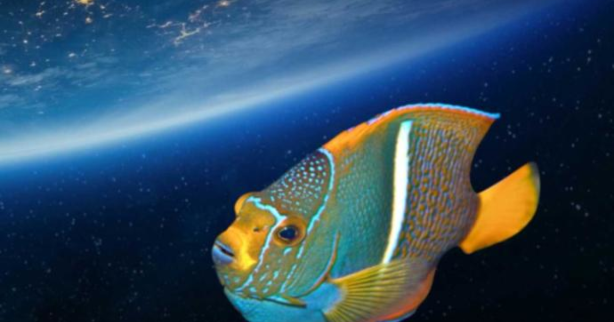 Should you applaud a fish for swimming? - GirlsAskGuys