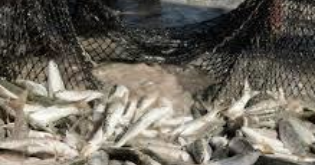What is the minimum fish net size requirement needed in order to catch ...