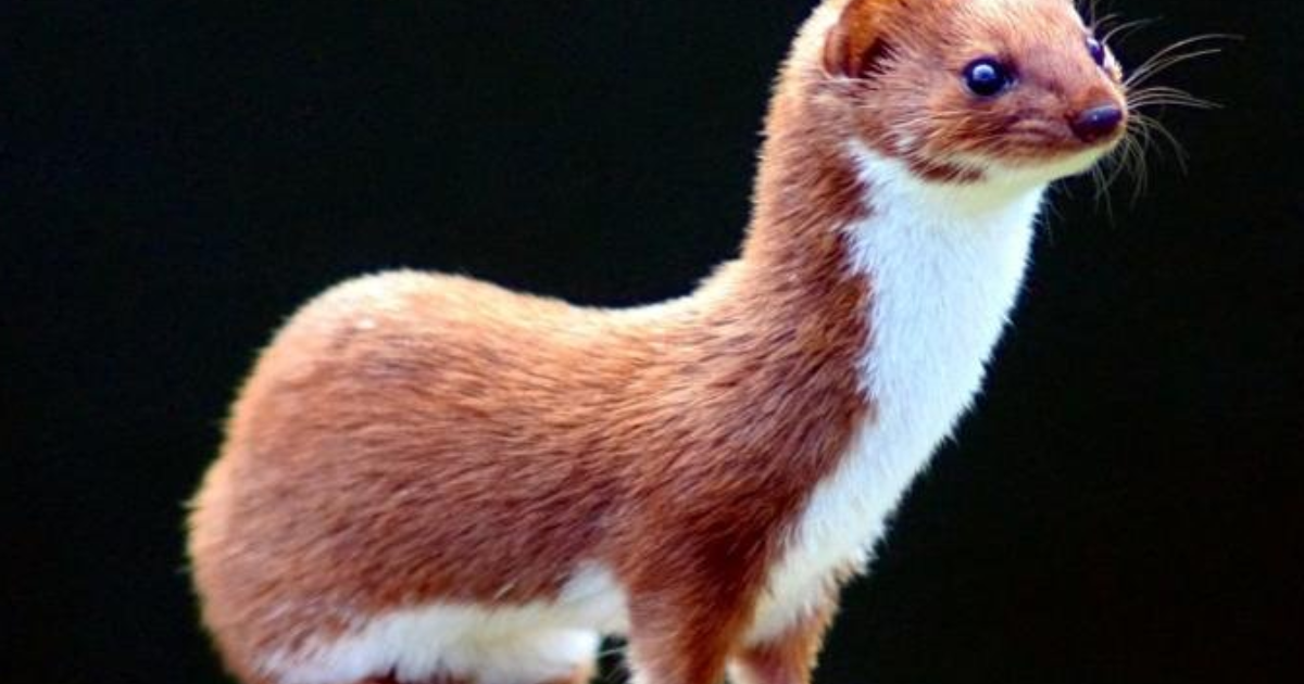 Do you like to weasel out of things? - GirlsAskGuys