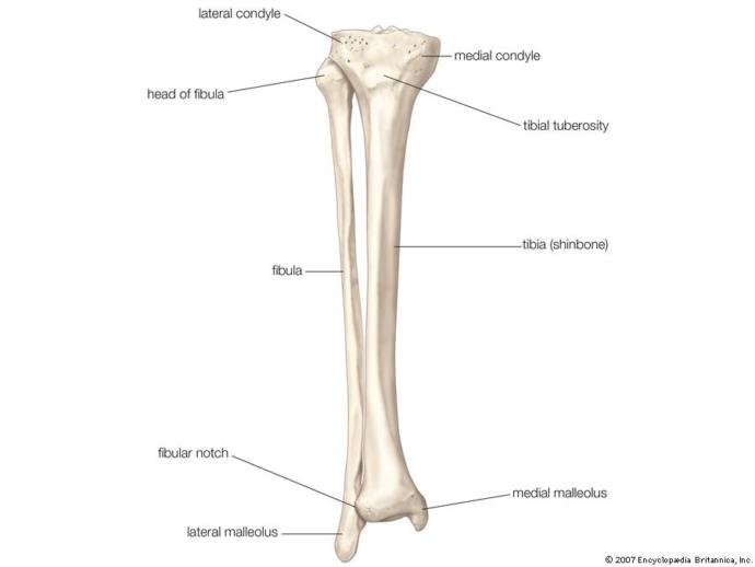 If you feel along your shin bone do you feel bumps from running into ...