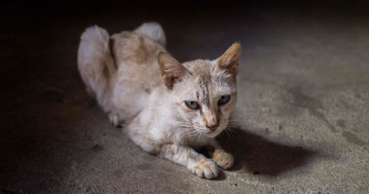 Is it wrong to ask my fiancé to get rid of his gross cat since we have ...