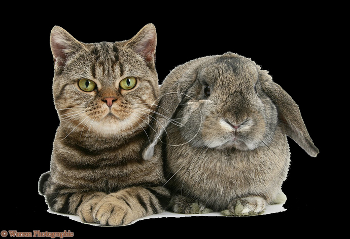 Riff Raff, street rat! If they looked closer inside you, what would ...