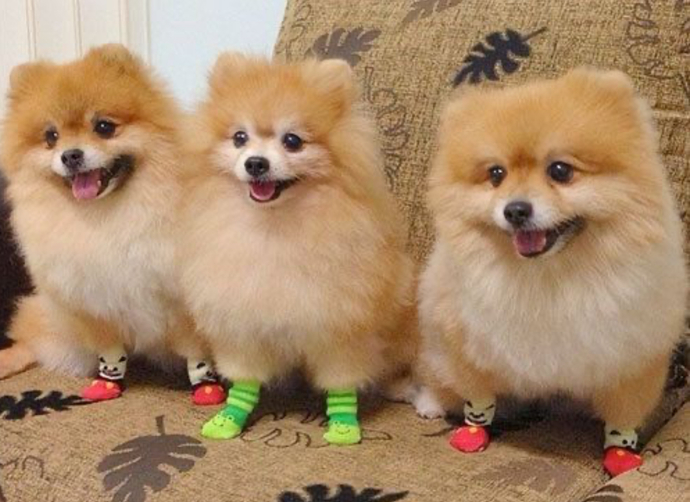 When It Comes To PUTTING ON YOUR SOCKS Do You Put On Your LEFT Sock Or ...