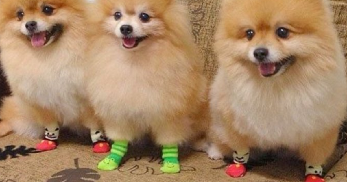 When It Comes To PUTTING ON YOUR SOCKS Do You Put On Your LEFT Sock Or ...