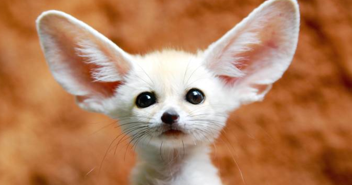 What animal are you most like? - GirlsAskGuys