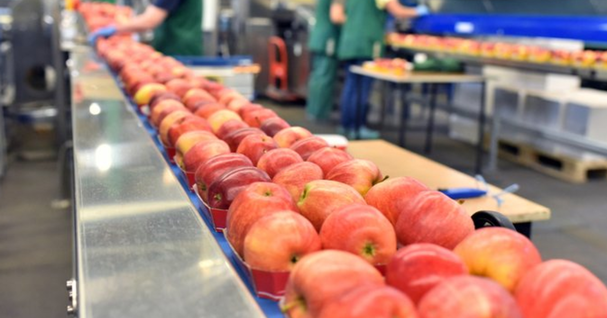 If You Could Work In Any FOOD FACTORY For A Day What Kind Of Food ...