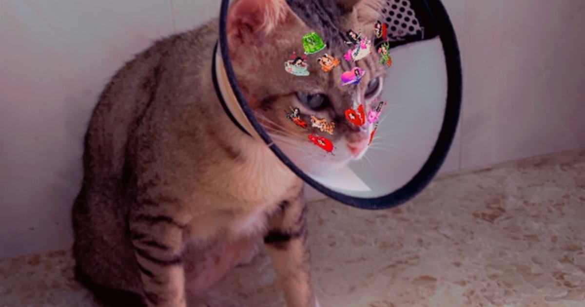 Can a cat feel depressed over the cone collar and how to help your cat ...
