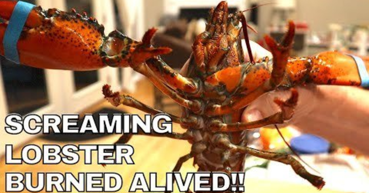 Who wants to support my cause to end the cruel practice of boiling ...