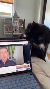 Why cats bites laptop screens? - GirlsAskGuys