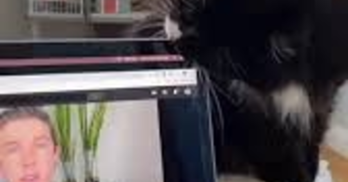 Why cats bites laptop screens? - GirlsAskGuys