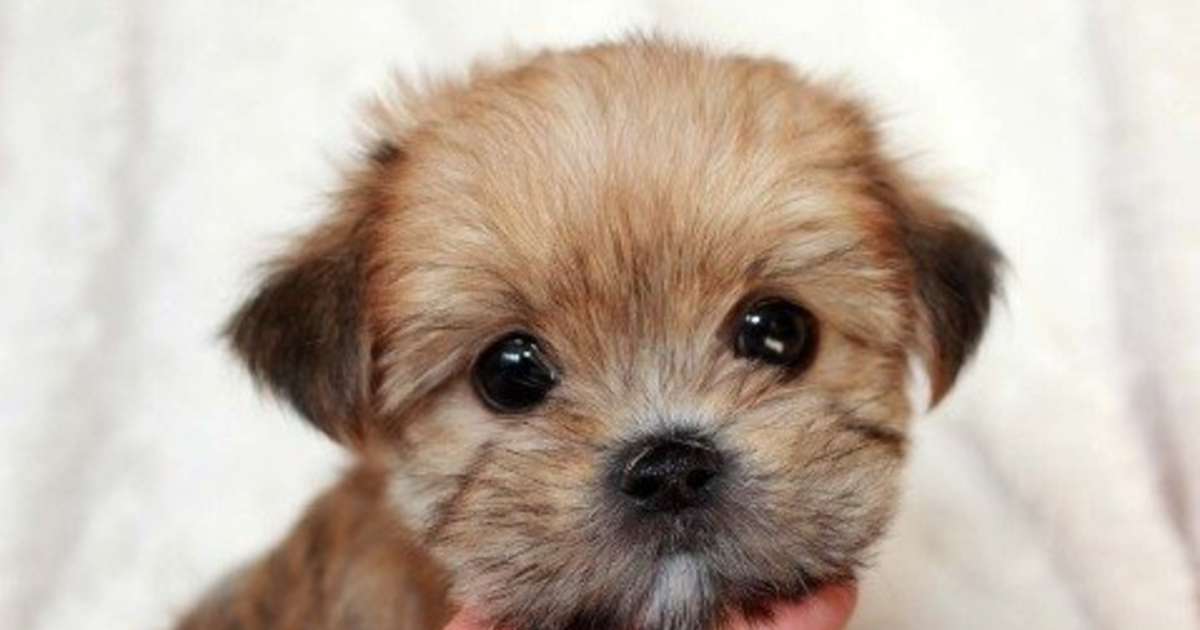 I was just wondering... would people choose cats over dogs, or dogs ...