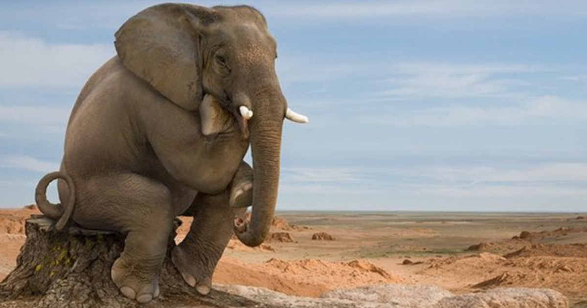 Can An Elephant Jump? - GirlsAskGuys