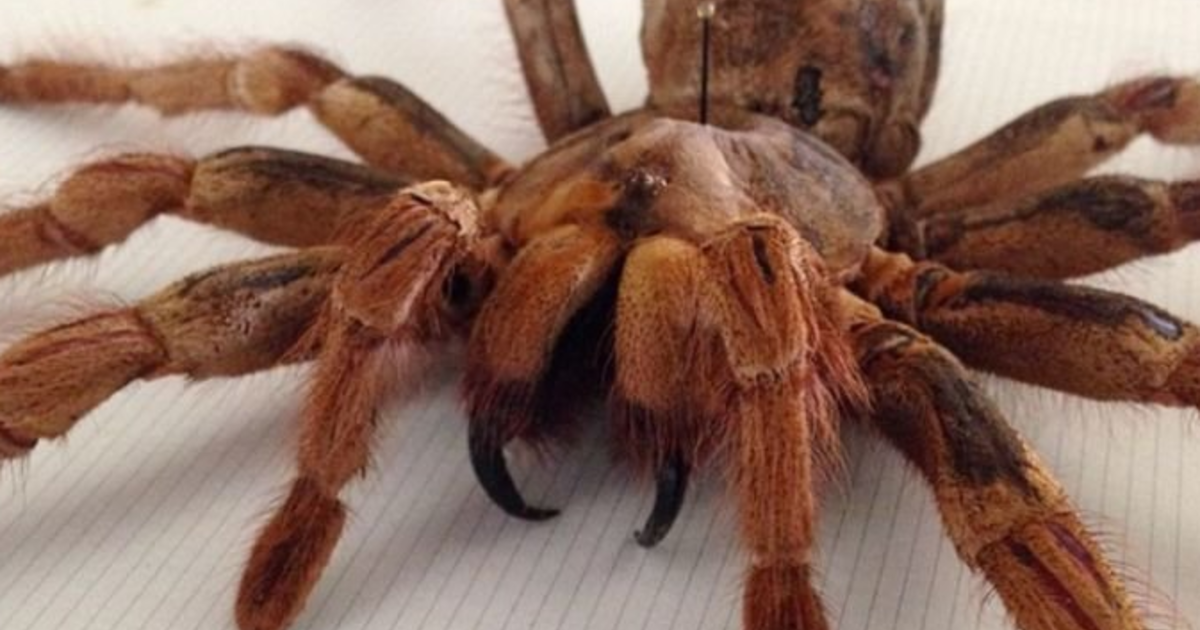 Is tranchula a good pet? - GirlsAskGuys